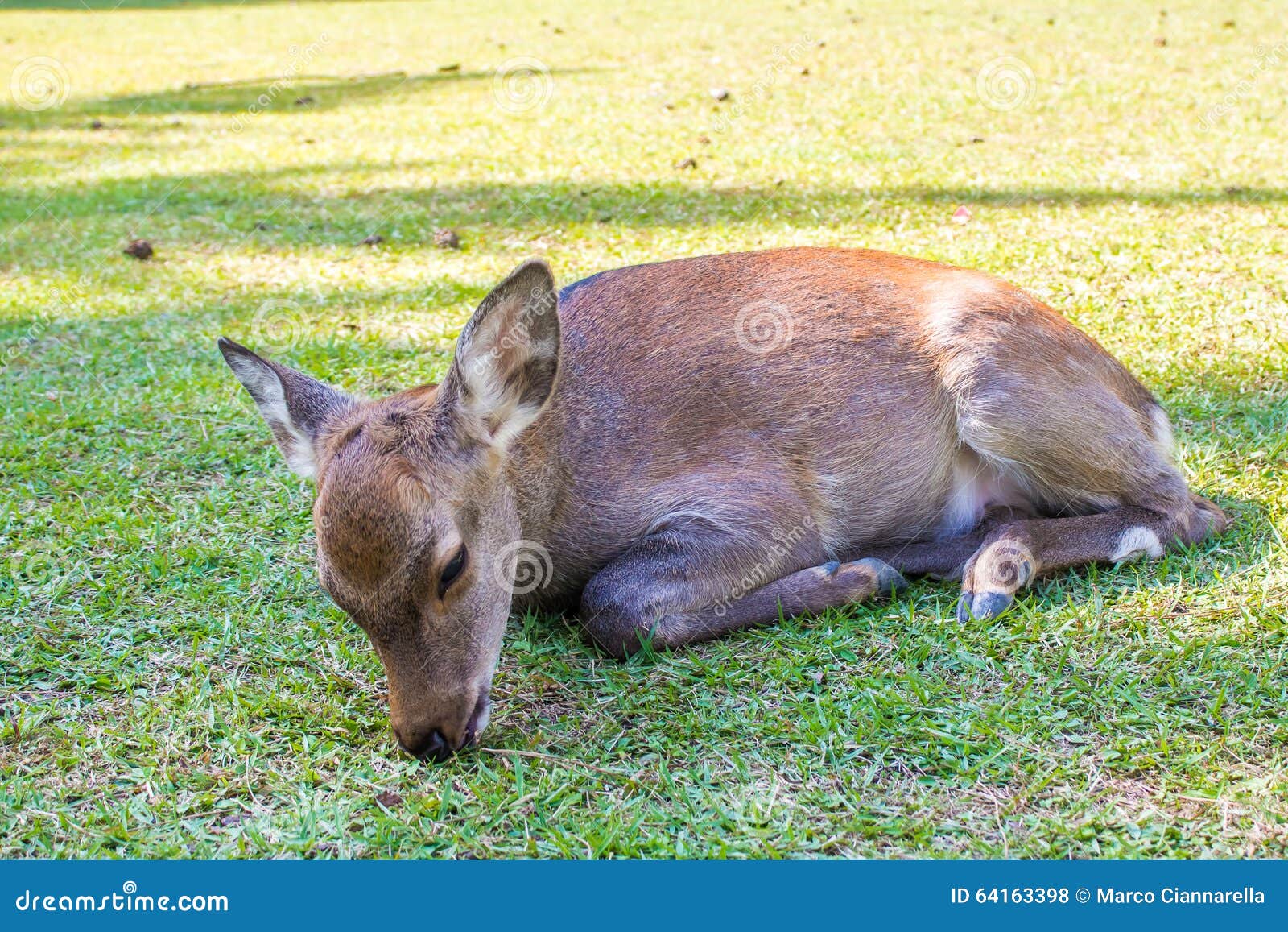Baby Sika Deer Royalty-Free Stock Image | CartoonDealer.com #30220654