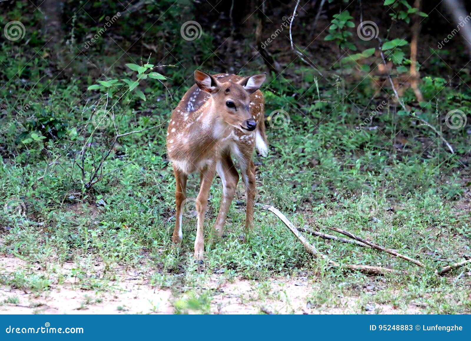 Baby Sika Deer Royalty-Free Stock Image | CartoonDealer.com #30220654