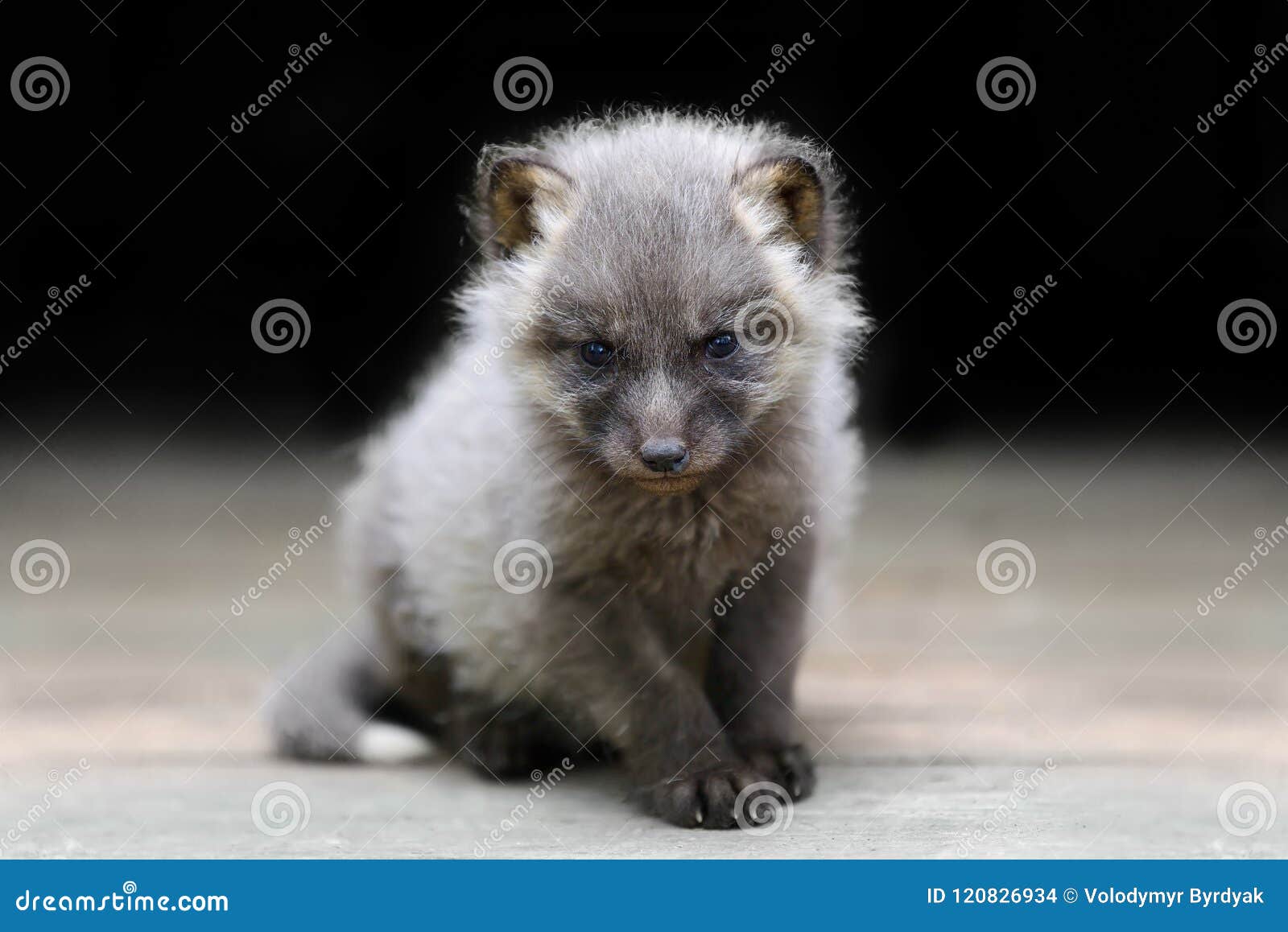 Baby silver fox stock photo. Image of silver, face, adorable - 120826934