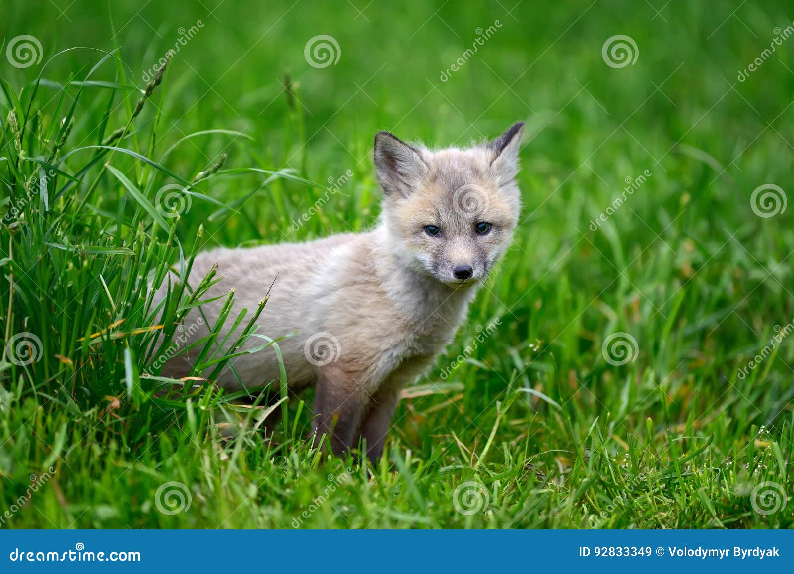 Baby silver fox stock image. Image of black, head, adorable - 92833349