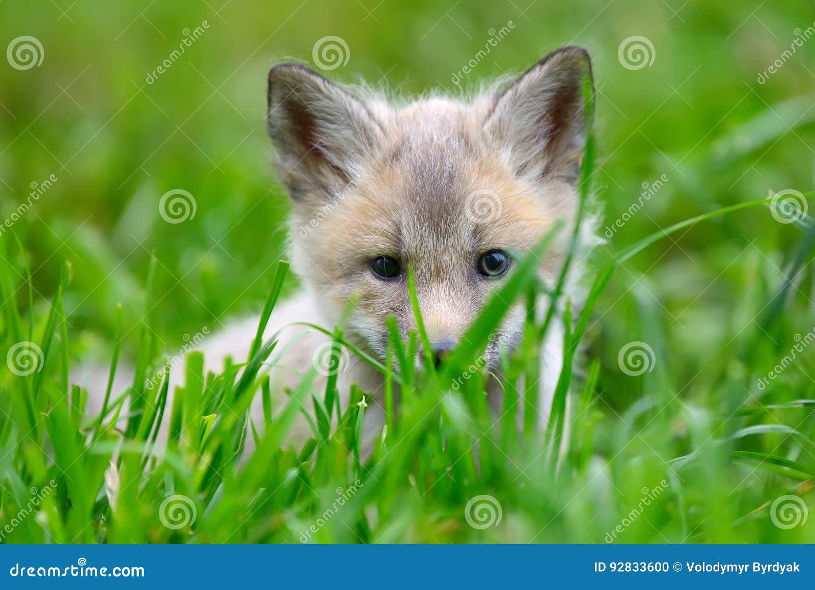 Baby silver fox stock photo. Image of portrait, canine - 92833600
