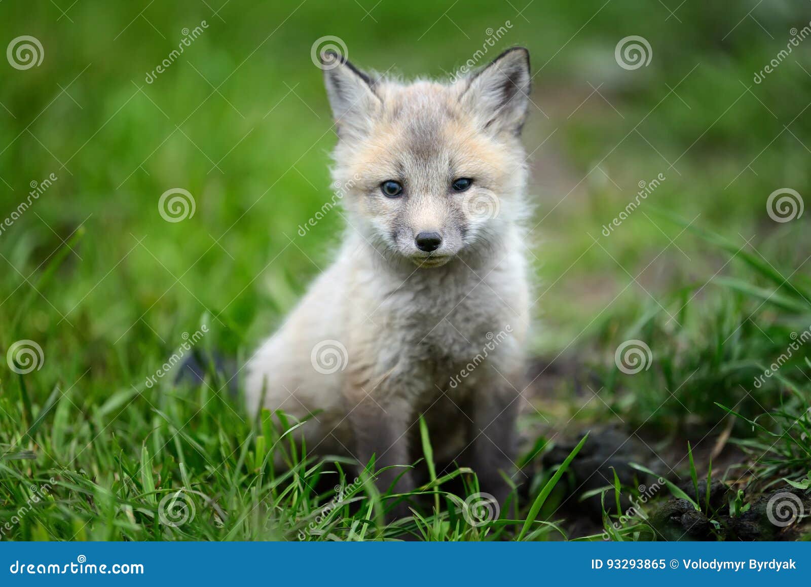 Baby silver fox stock image. Image of brown, portrait - 93293865