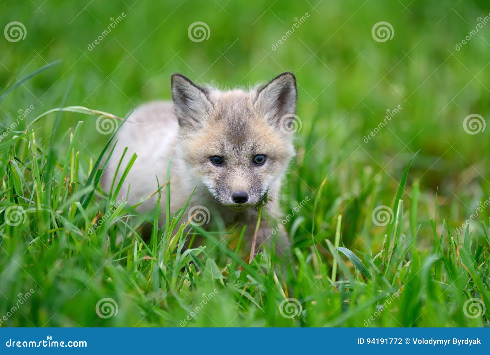 Baby silver fox stock photo. Image of cute, beast, grass - 94191772