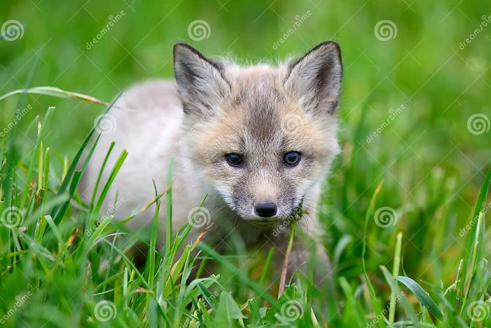 Baby silver fox stock image. Image of polar, forest, family - 95784975