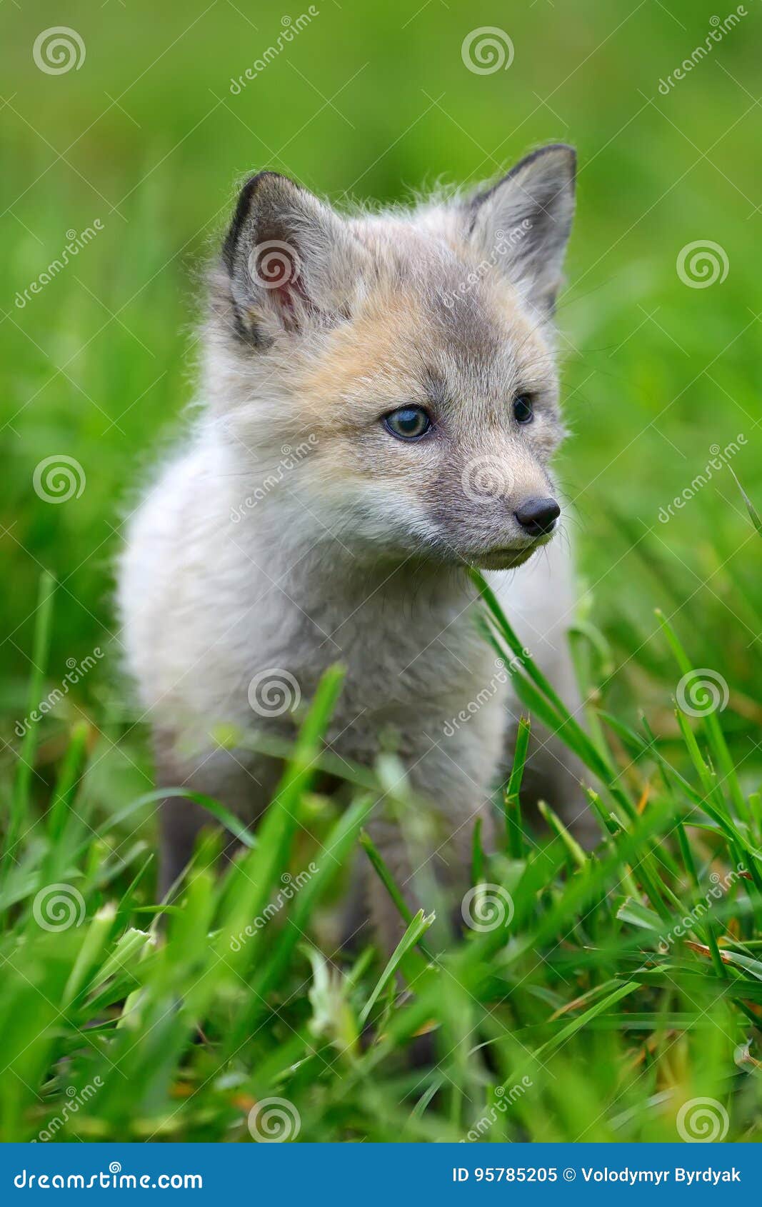 Baby silver fox stock image. Image of animal, hunt, carnivore - 95785205
