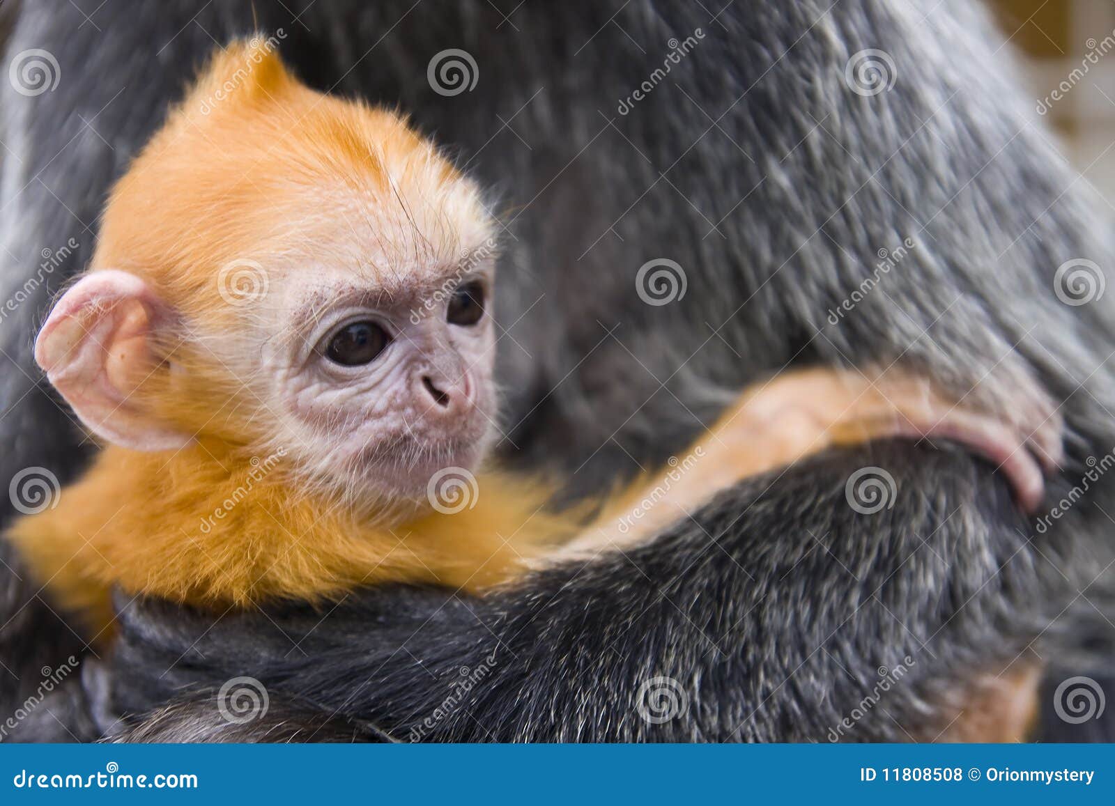 Baby silver leaf monkey stock photo. Image of mammal - 11808508
