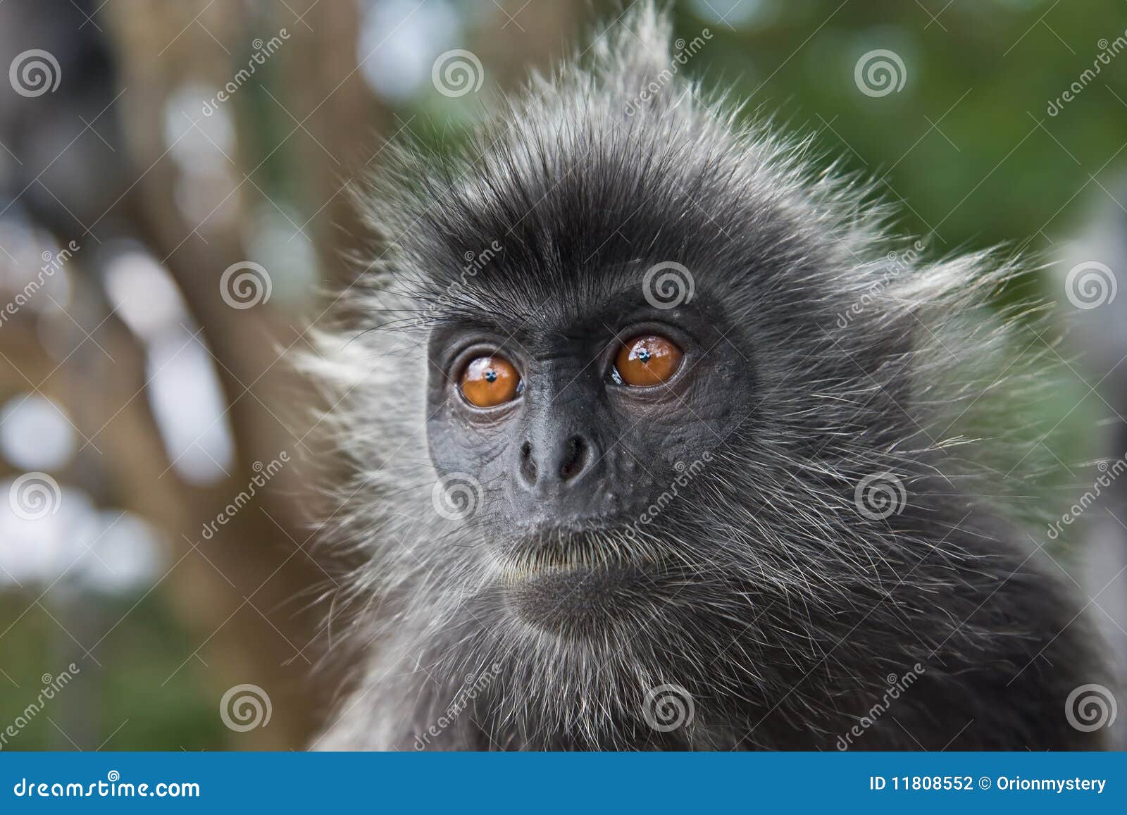 Baby silver leaf monkey stock photo. Image of outdoor - 11808552