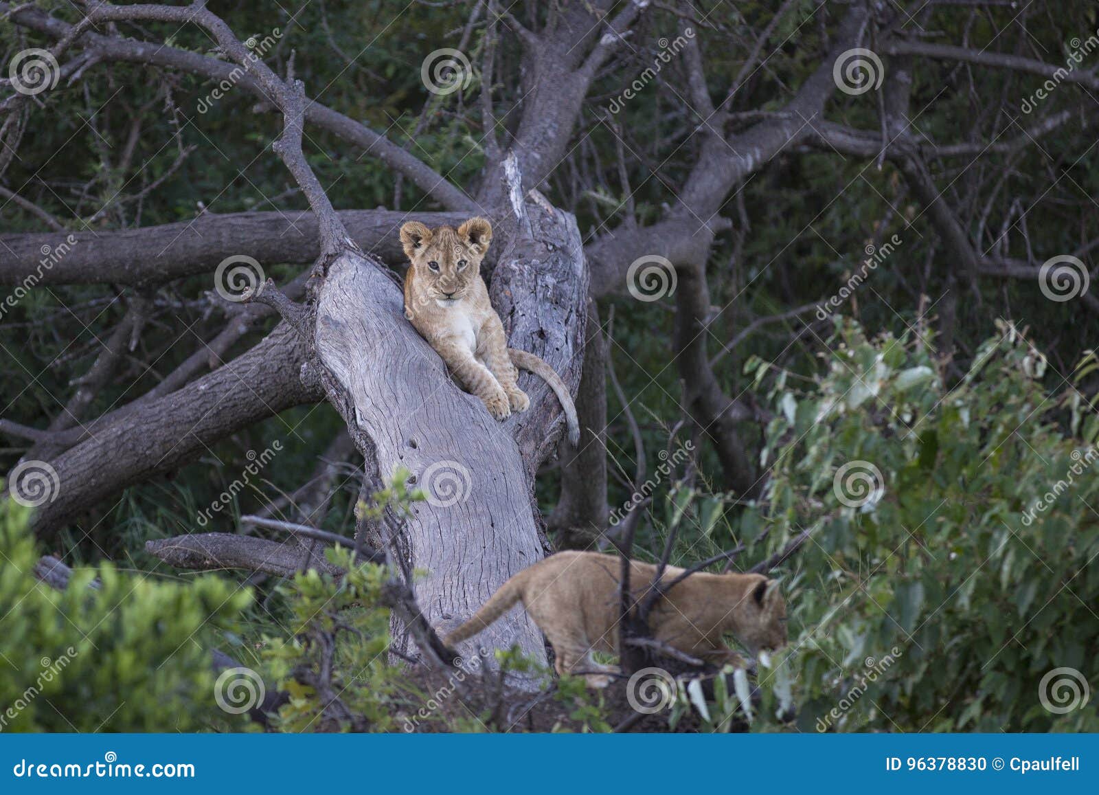 Baby Simba stock photo. Image of safari, kruger, predator - 96378830