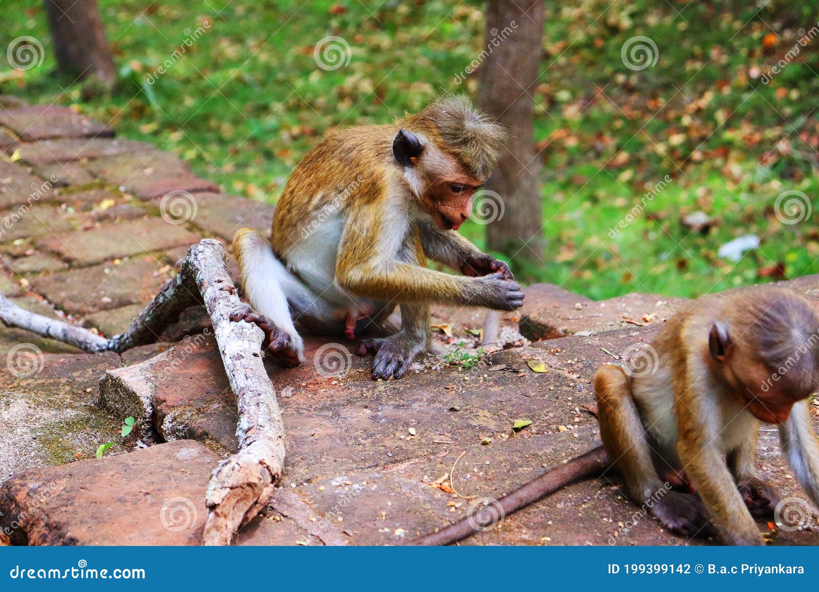 Baby Simian is Playing in the Ground Stock Photo - Image of primate ...