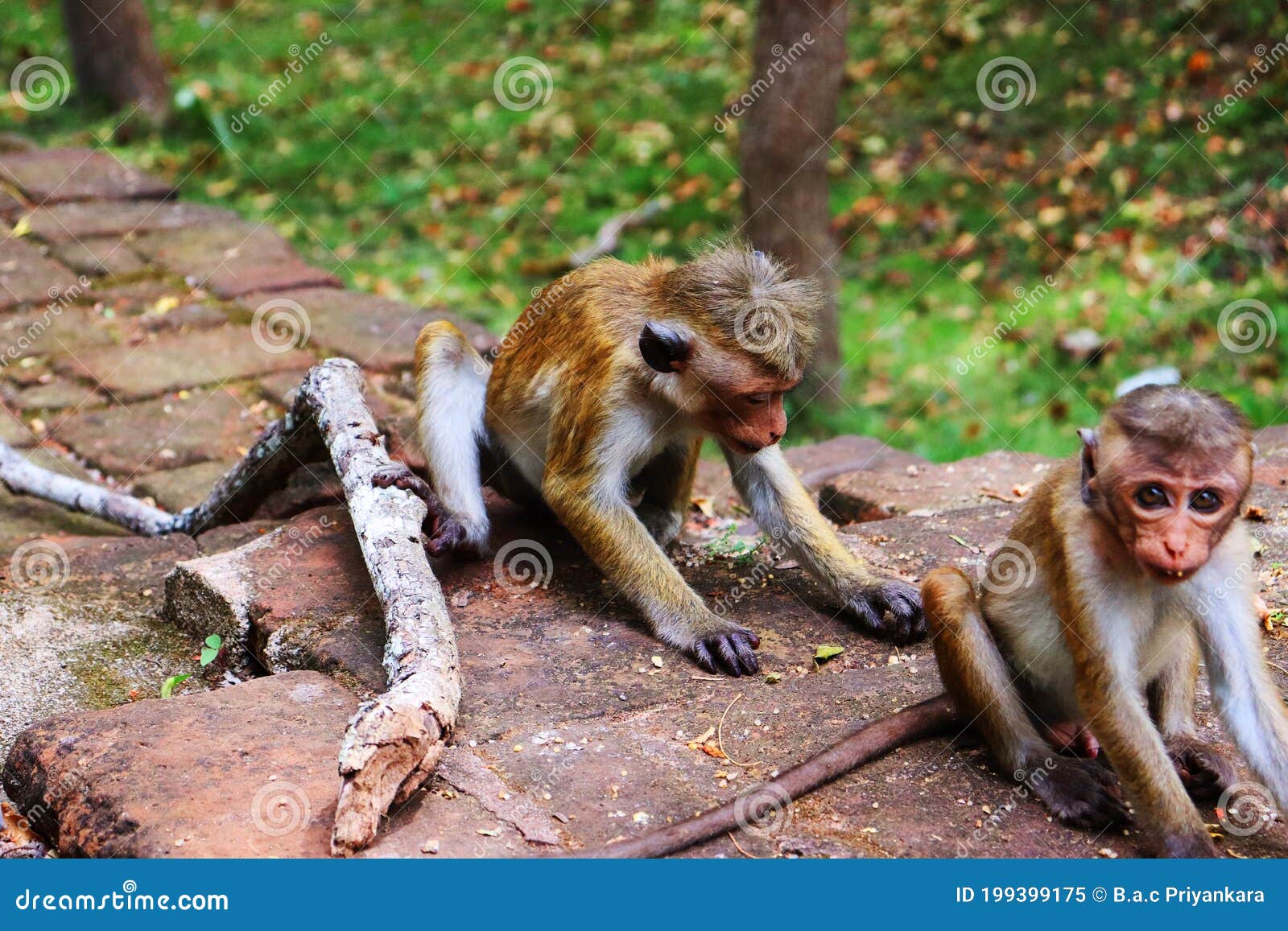 Baby Simian is Playing in the Ground Stock Image - Image of animal ...