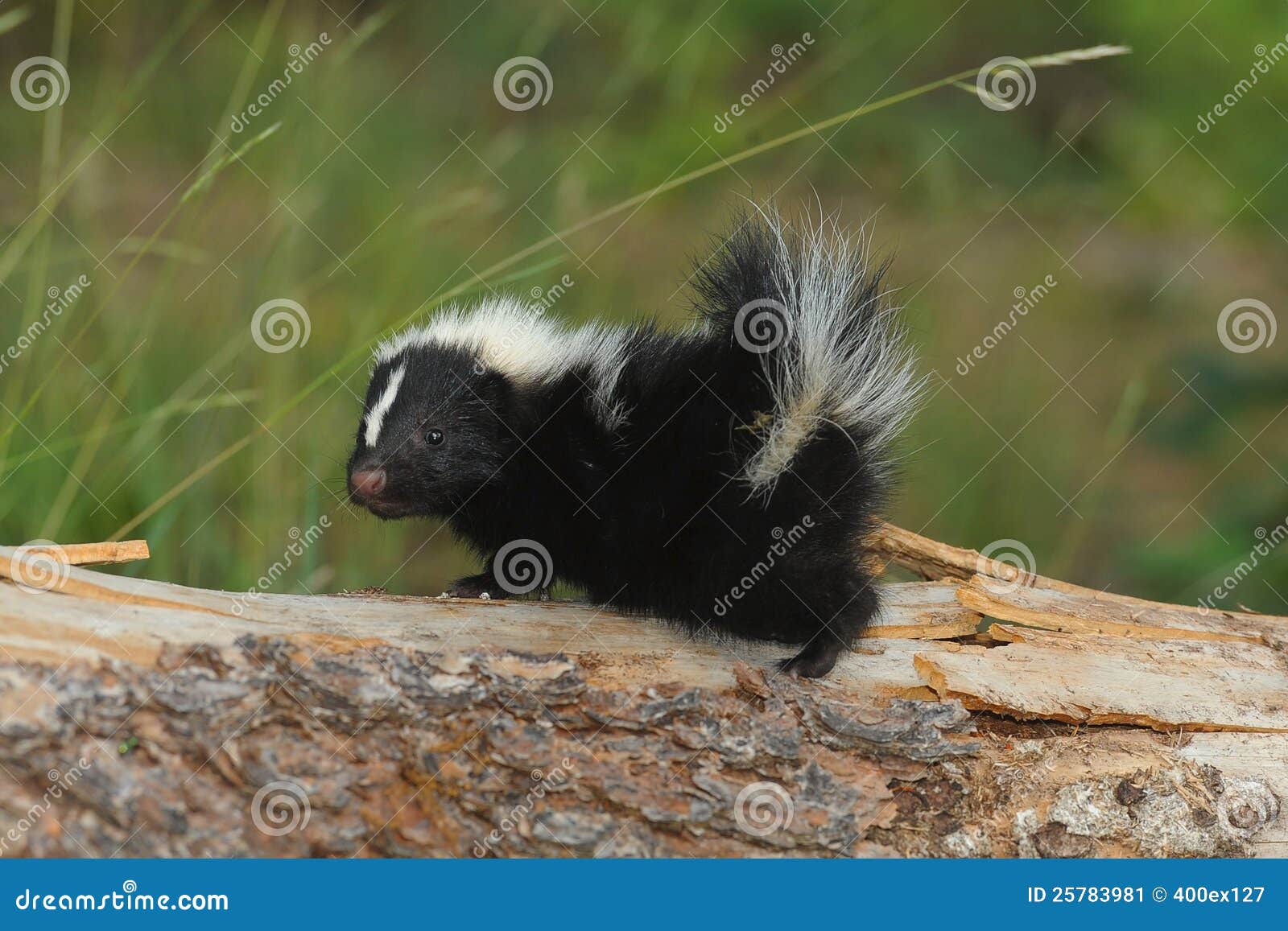 Baby Skunk 2 stock image. Image of small, skunk, baby - 25783981