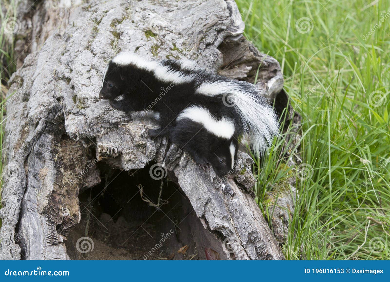 Two Curious Baby Skunks on a Log Stock Image - Image of smell ...