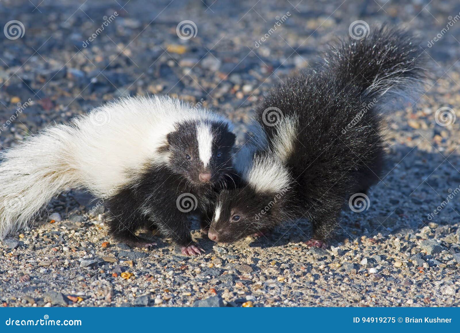 Baby Skunks Playing in the Road Stock Image - Image of mammal, baby ...