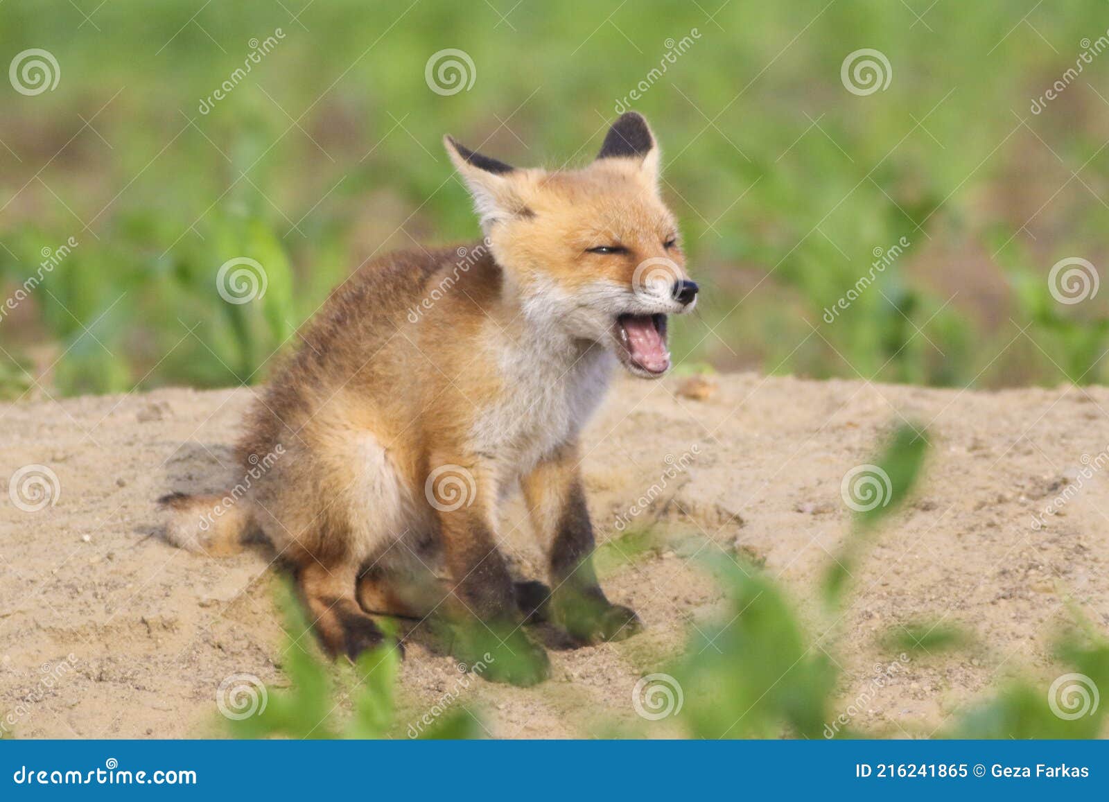 Baby Sleepy Red Fox Yawn in the Spring Corn Field Stock Image - Image ...