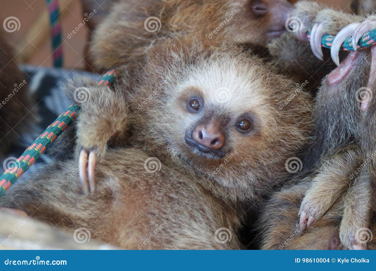 Baby sloth stock photo. Image of sloth, rican, rica, baby - 98610004