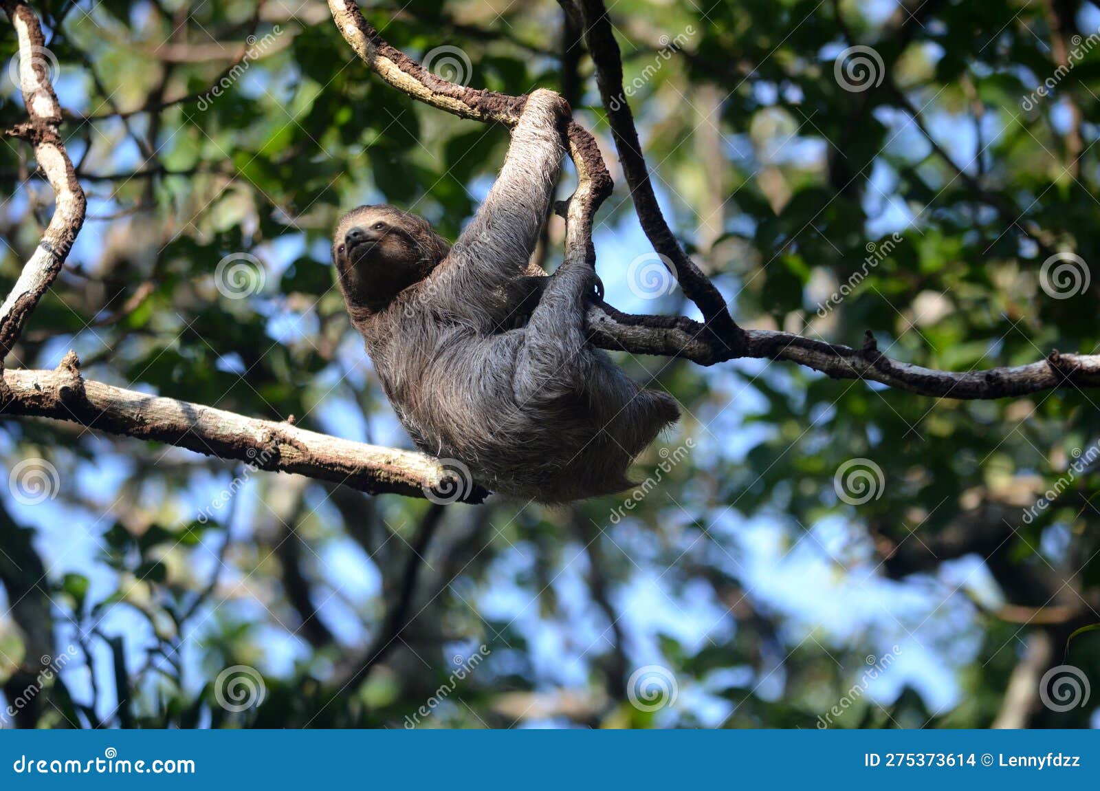 A Baby Sloth Hanging on a Tree Branch Stock Photo - Image of tree ...
