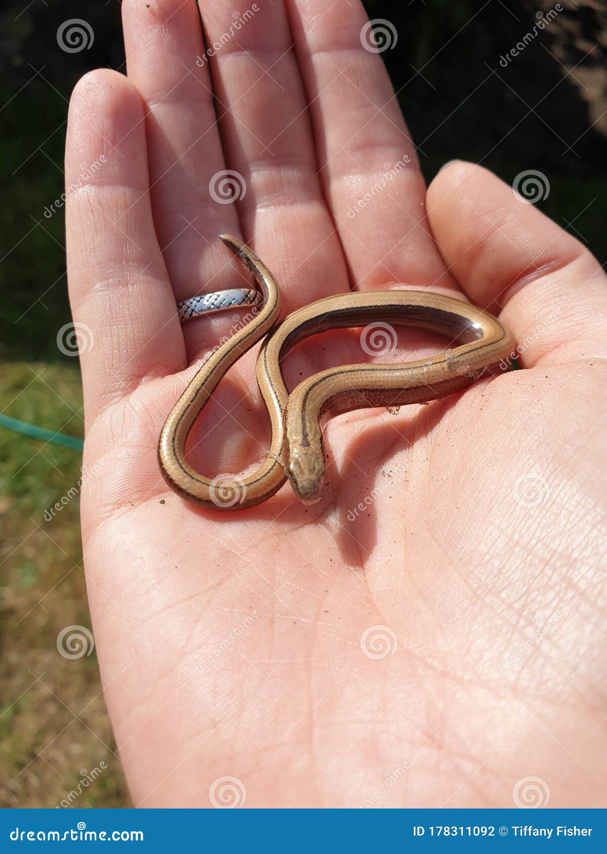 Baby Slow Worm stock photo. Image of head, reptile, slow - 178311092