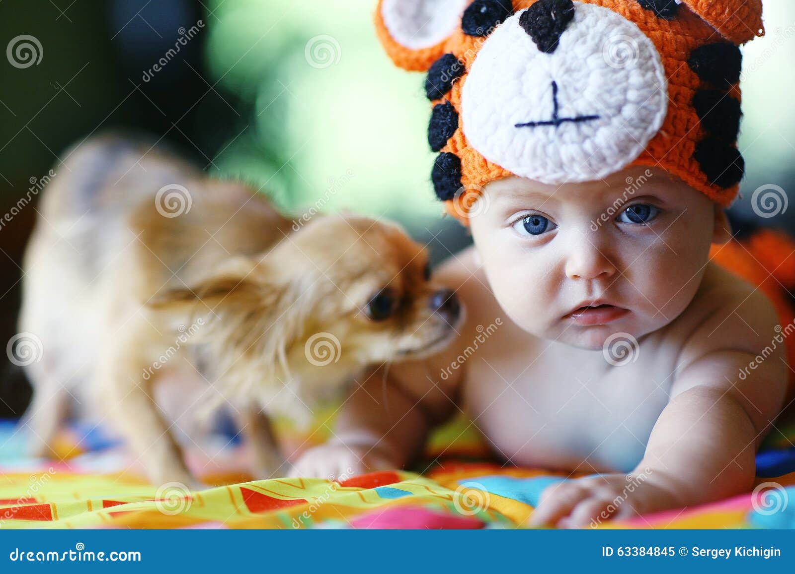 Baby and small dog stock image. Image of childhood, children - 63384845
