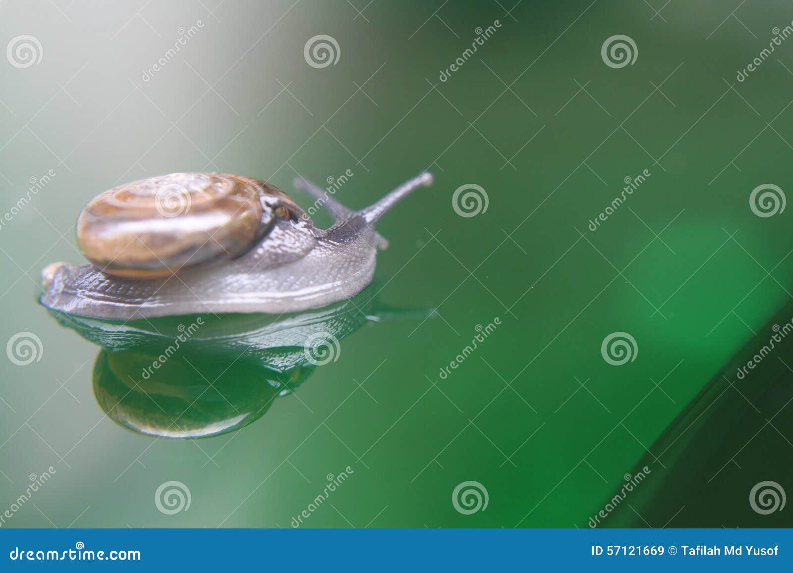 Baby snail stock image. Image of baby, brown, animal - 57121669