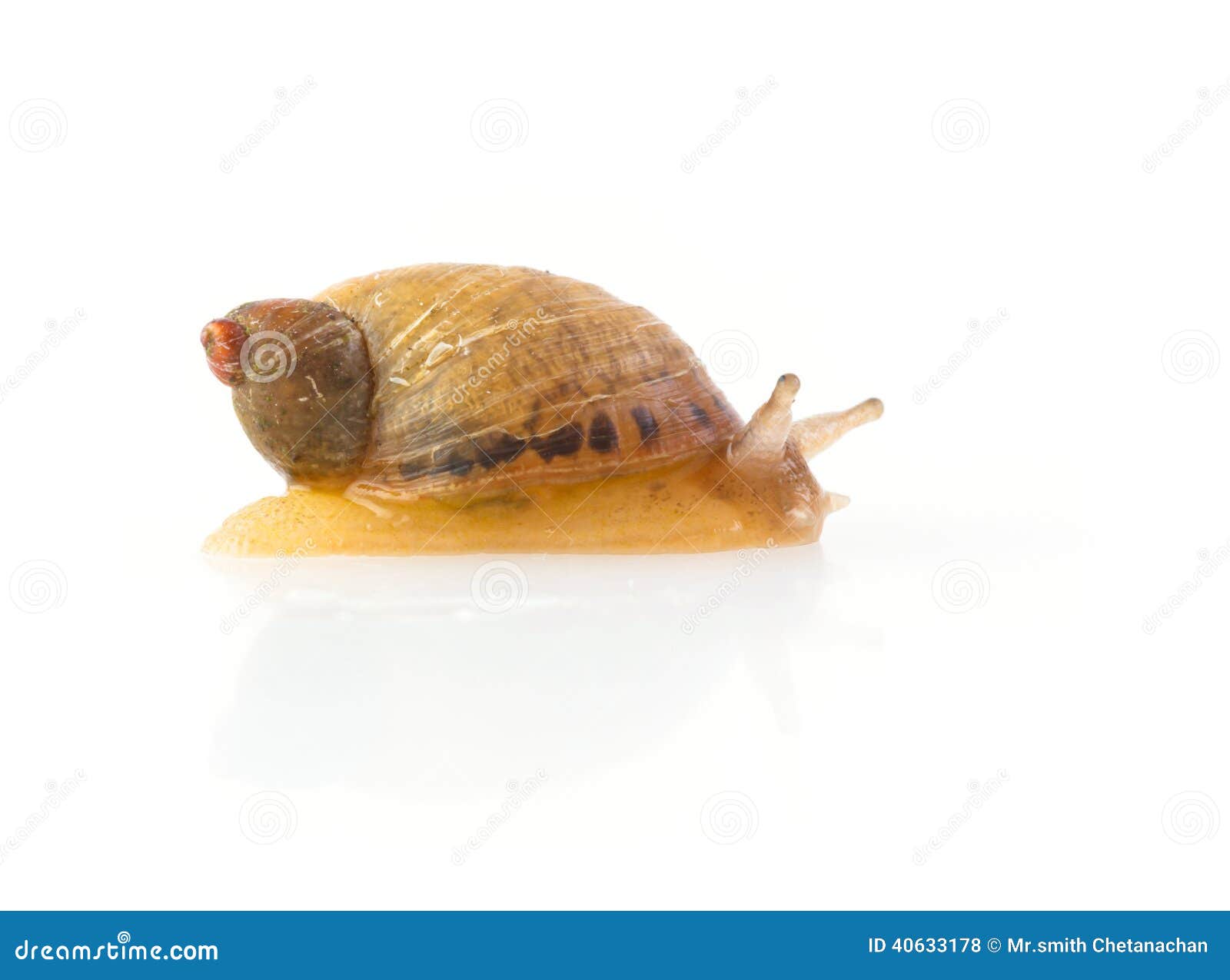 Baby snail stock photo. Image of creature, isolated, nature - 40633178