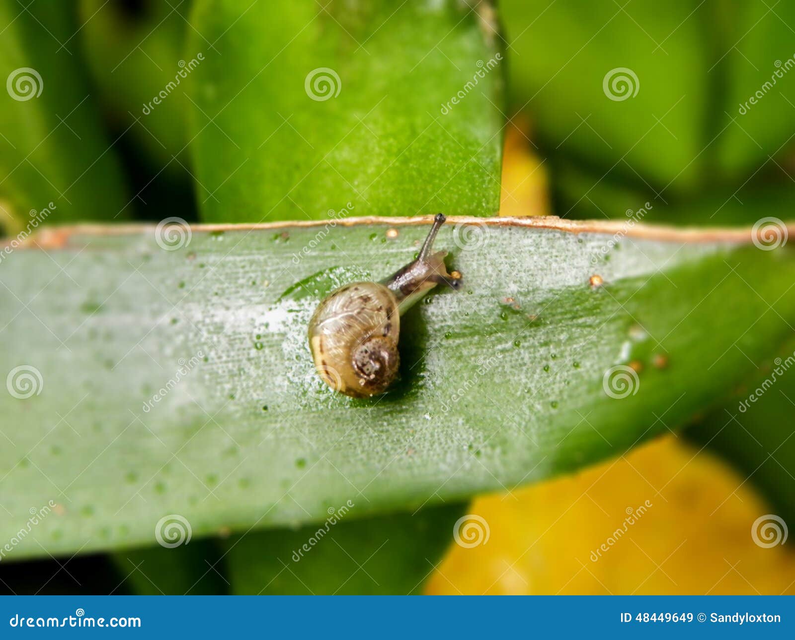 Baby Snail stock image. Image of bromeliad, african, slugs - 48449649