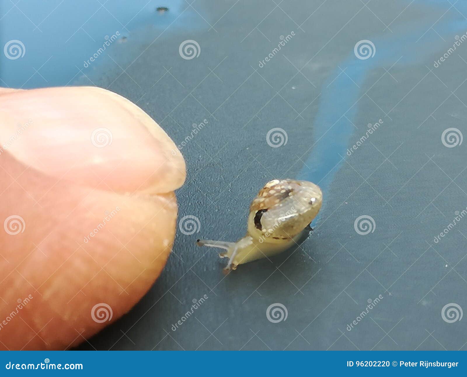 Baby snail stock photo. Image of alone, baby, snail, finger - 96202220