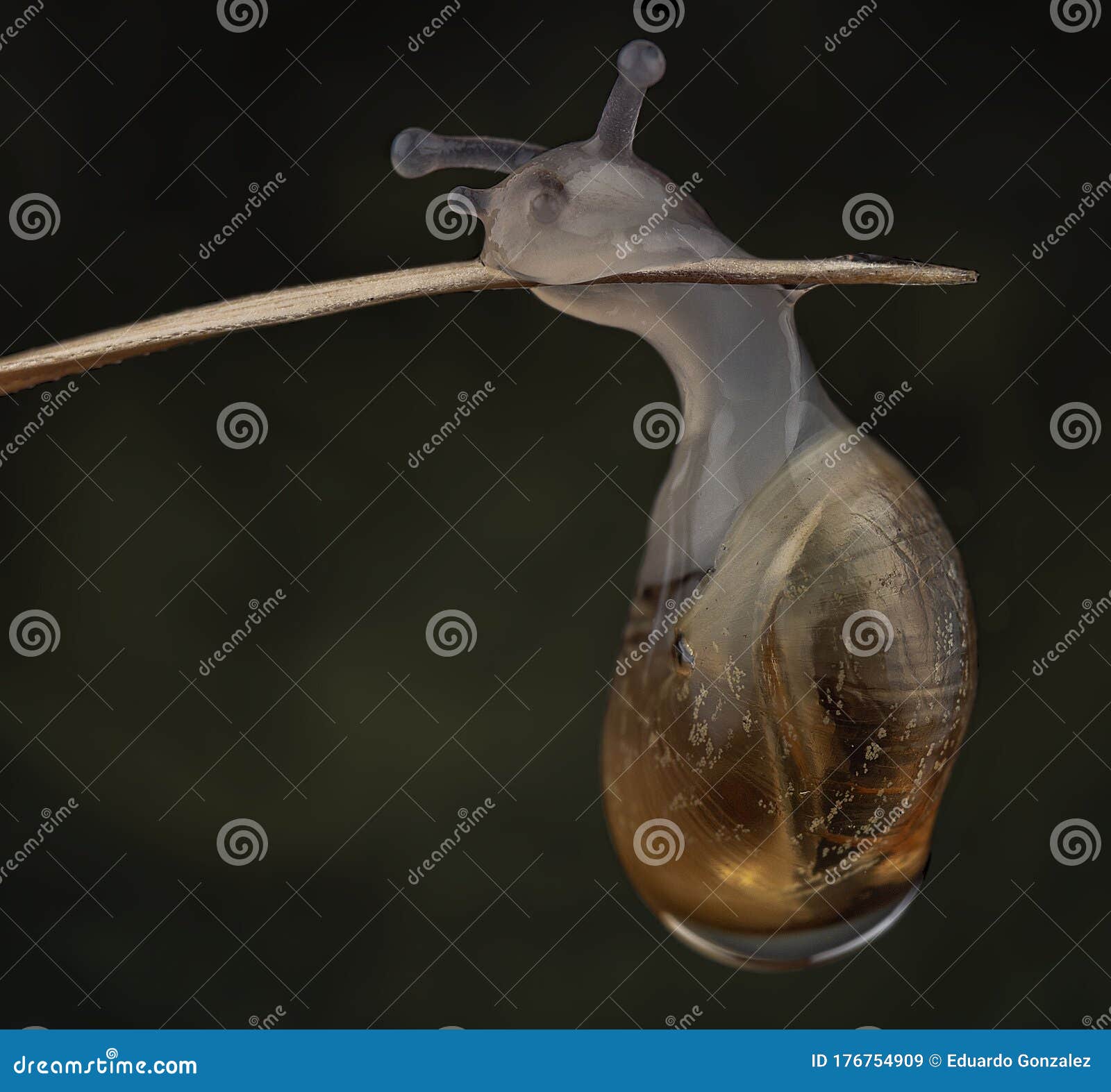 Baby Snail Newborn Out from Raindrop Stock Image - Image of life ... Baby Snail Newborn Out from Raindrop Stock Image - Image of life ...