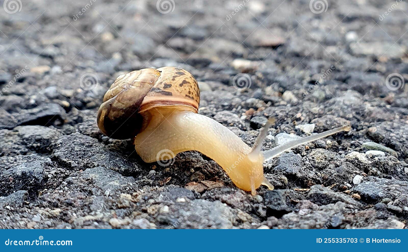 Baby Snail stock image. Image of relax, chil, adventure - 255335703
