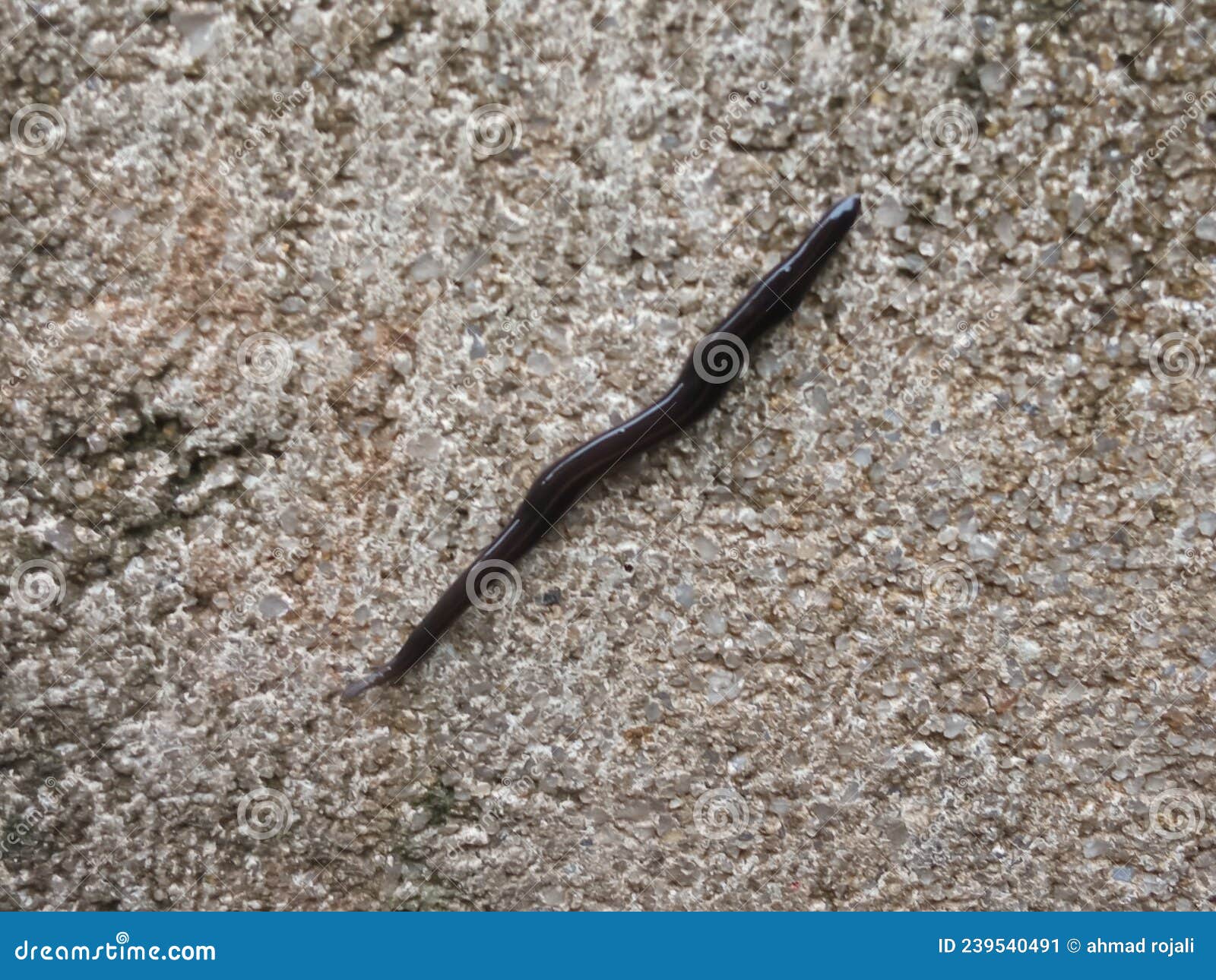 Baby Snake Cub is Looking for Food Stock Image - Image of snake, food ...