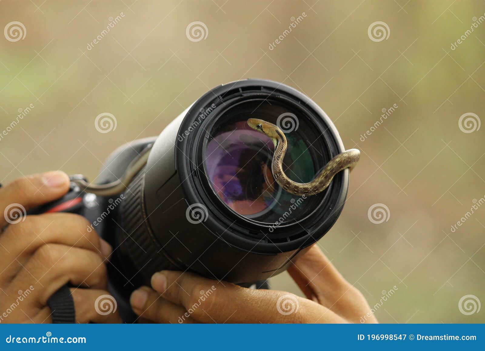 Friendly Baby Snake Non Venomous Taskar Nikon Stock Image - Image of ...