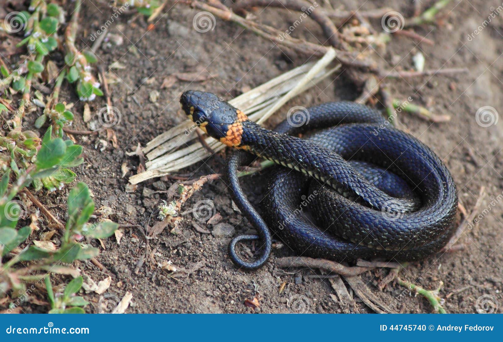 3D Spiral With Snake Texture. Design. Hypnotic Animation With Unfolding ...