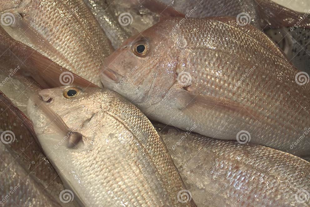 Baby Snapper stock photo. Image of tasty, fish, grill - 1090118
