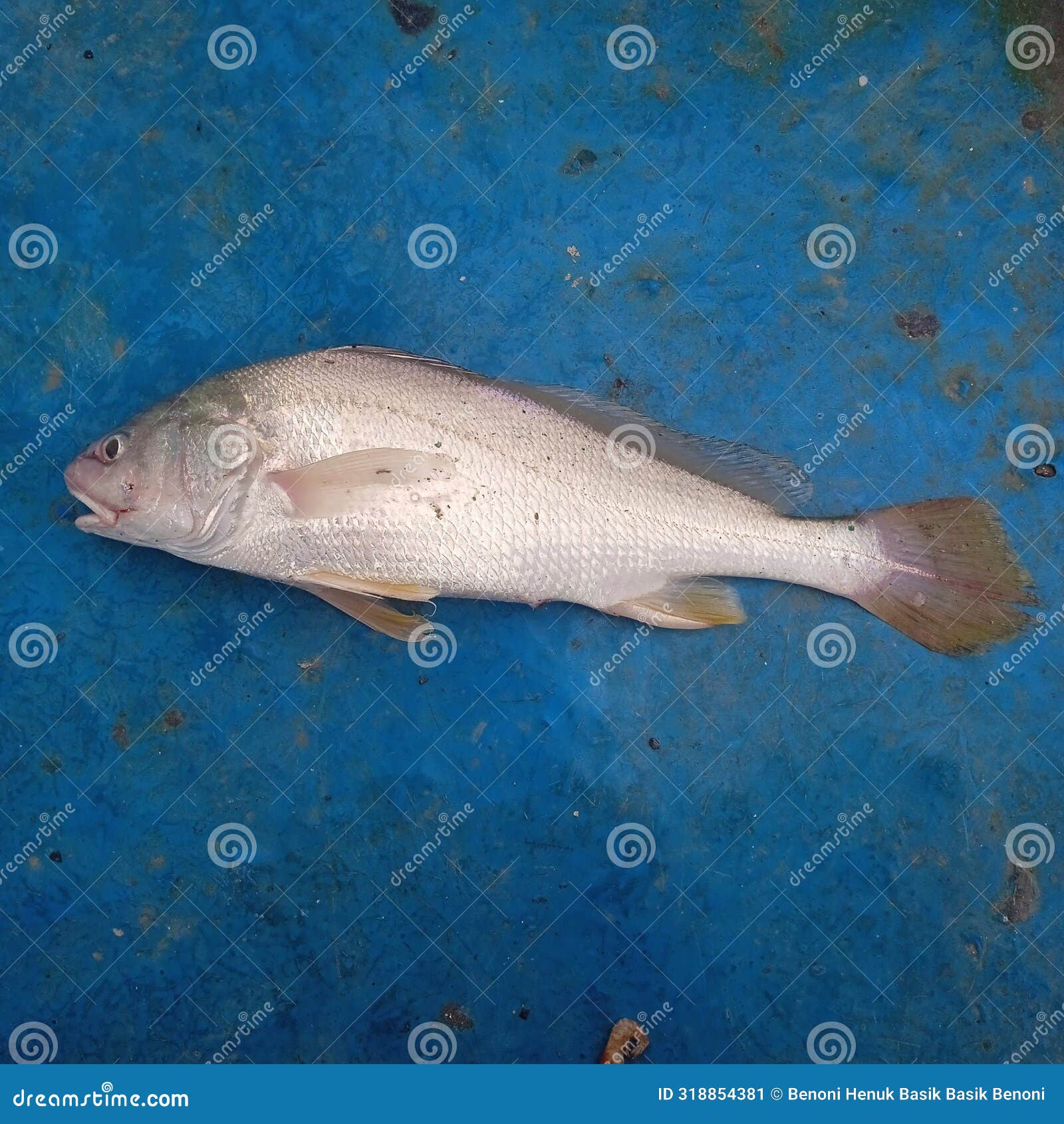 Baby Snapper, Expensive Fish Stock Image - Image of casting, fishing ...