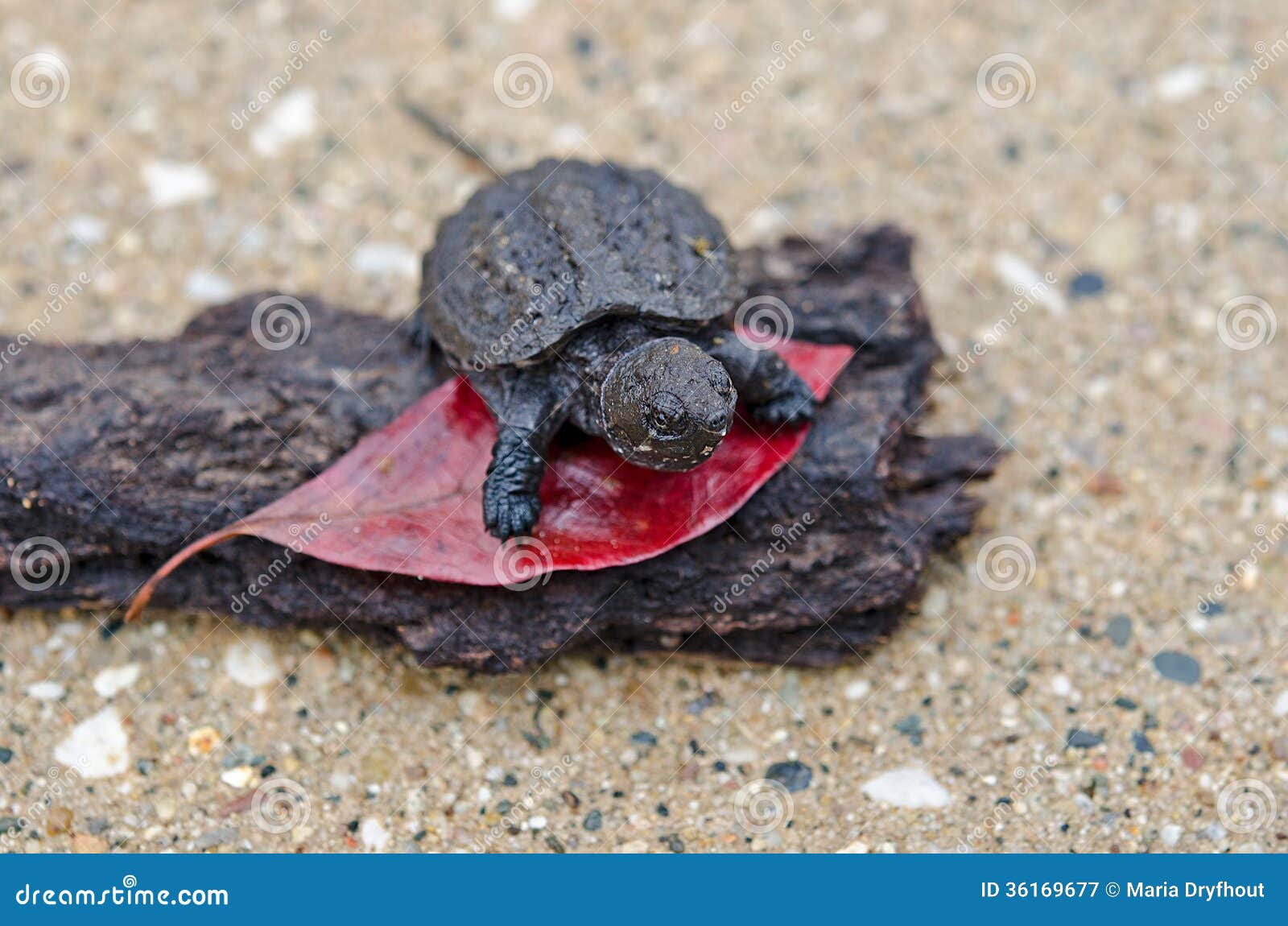 Baby snapping turtle stock image. Image of baby, wild - 36169677