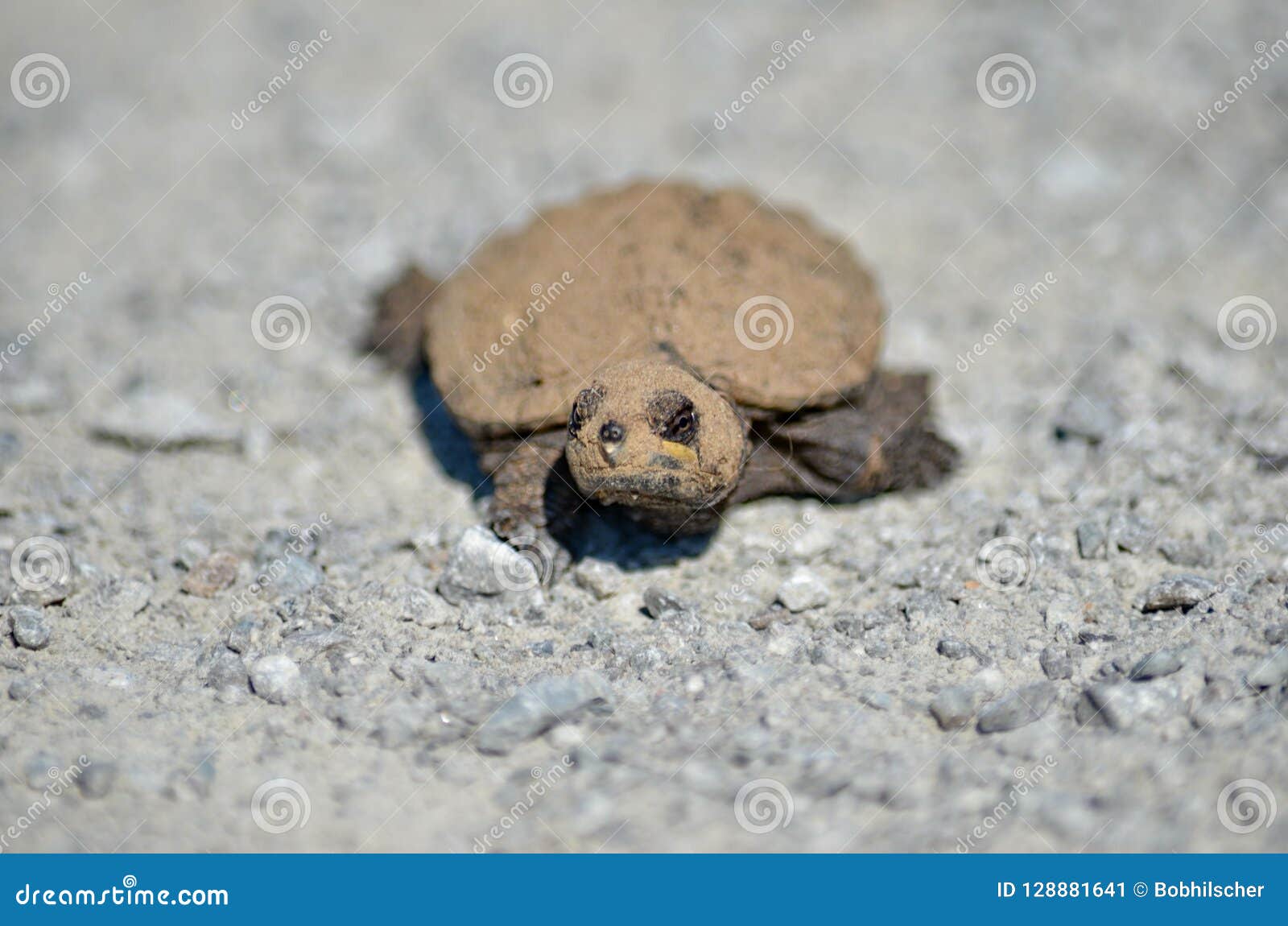 A baby snapping turtle stock image. Image of freshwater - 128881641