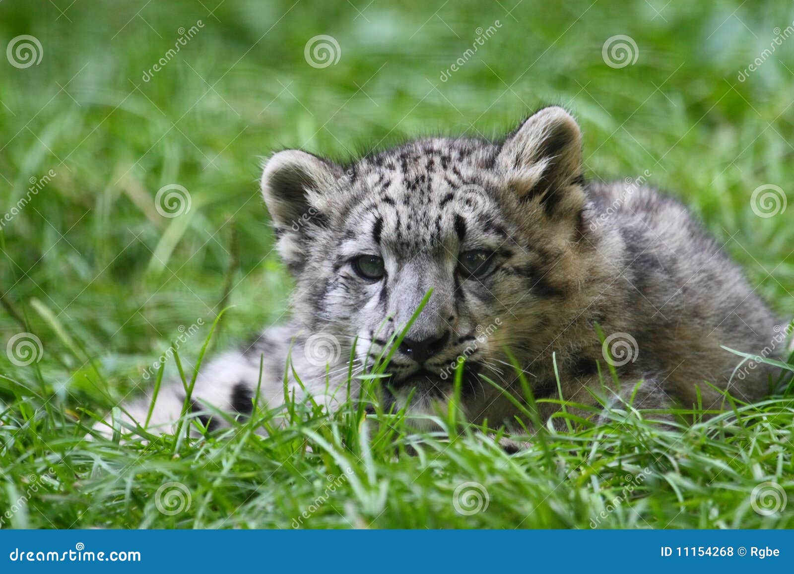 Baby snow leopard stock photo. Image of baby, stare, snow - 11154268
