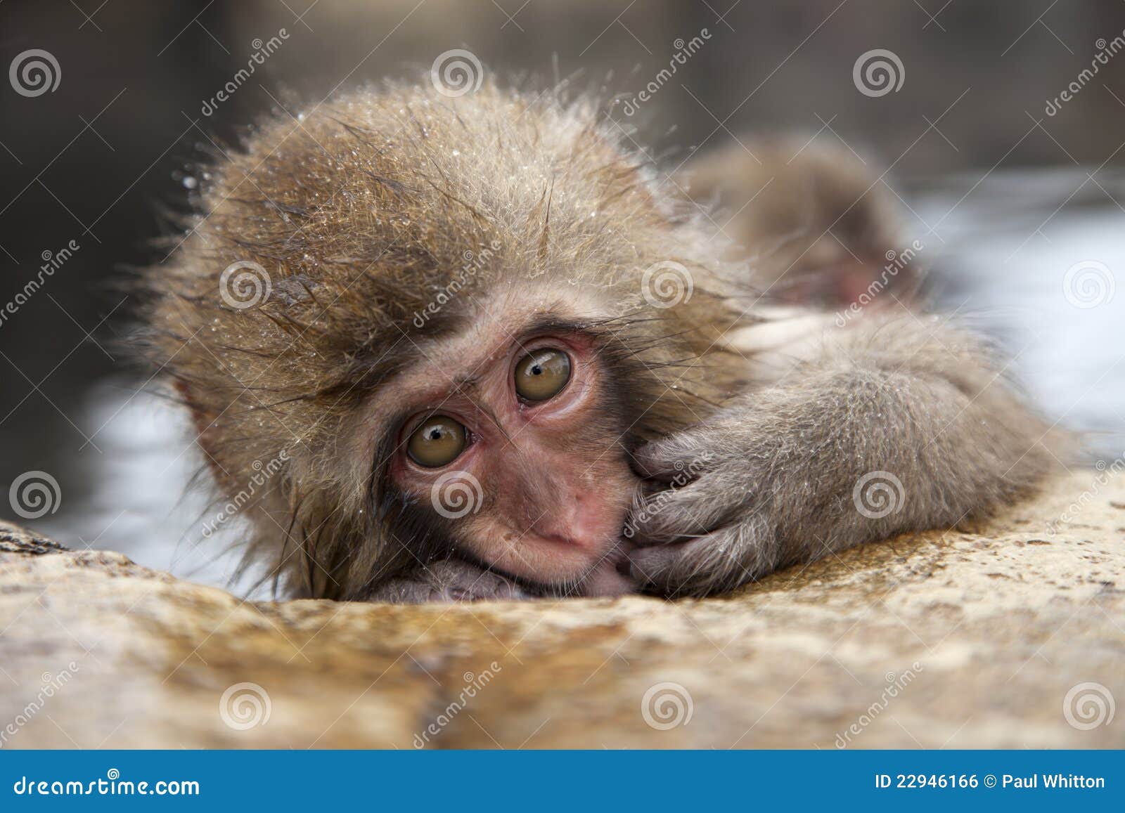 Baby snow monkey stock photo. Image of snow, cute, primate - 22946166