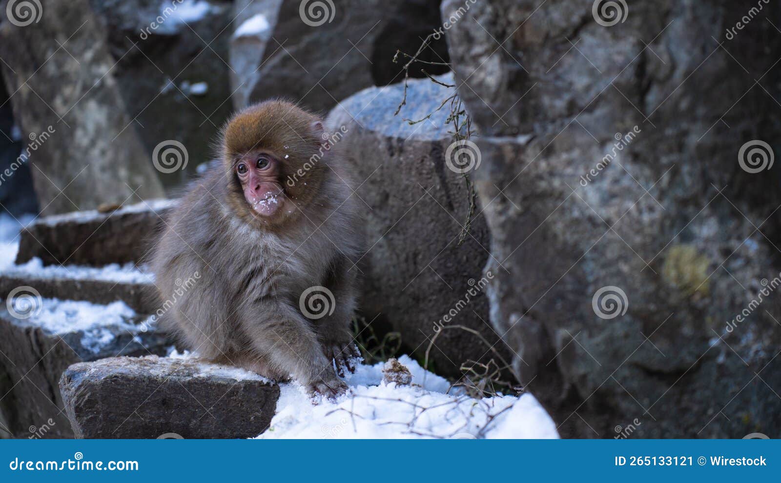 Baby Snow Monkey (Macaca Fuscata) in the Wild in Japan Stock Image ...