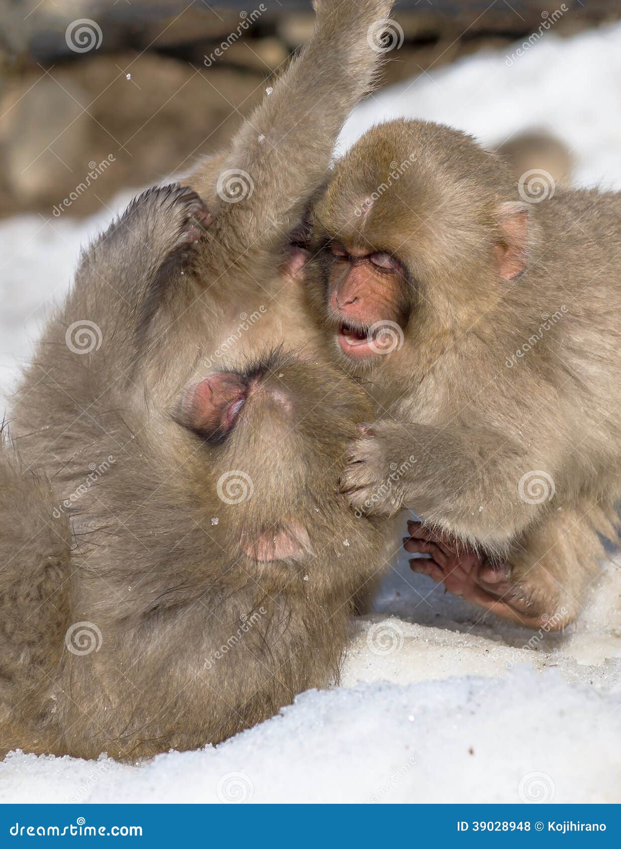 Baby Snow Monkey stock photo. Image of child, monkey - 39028948