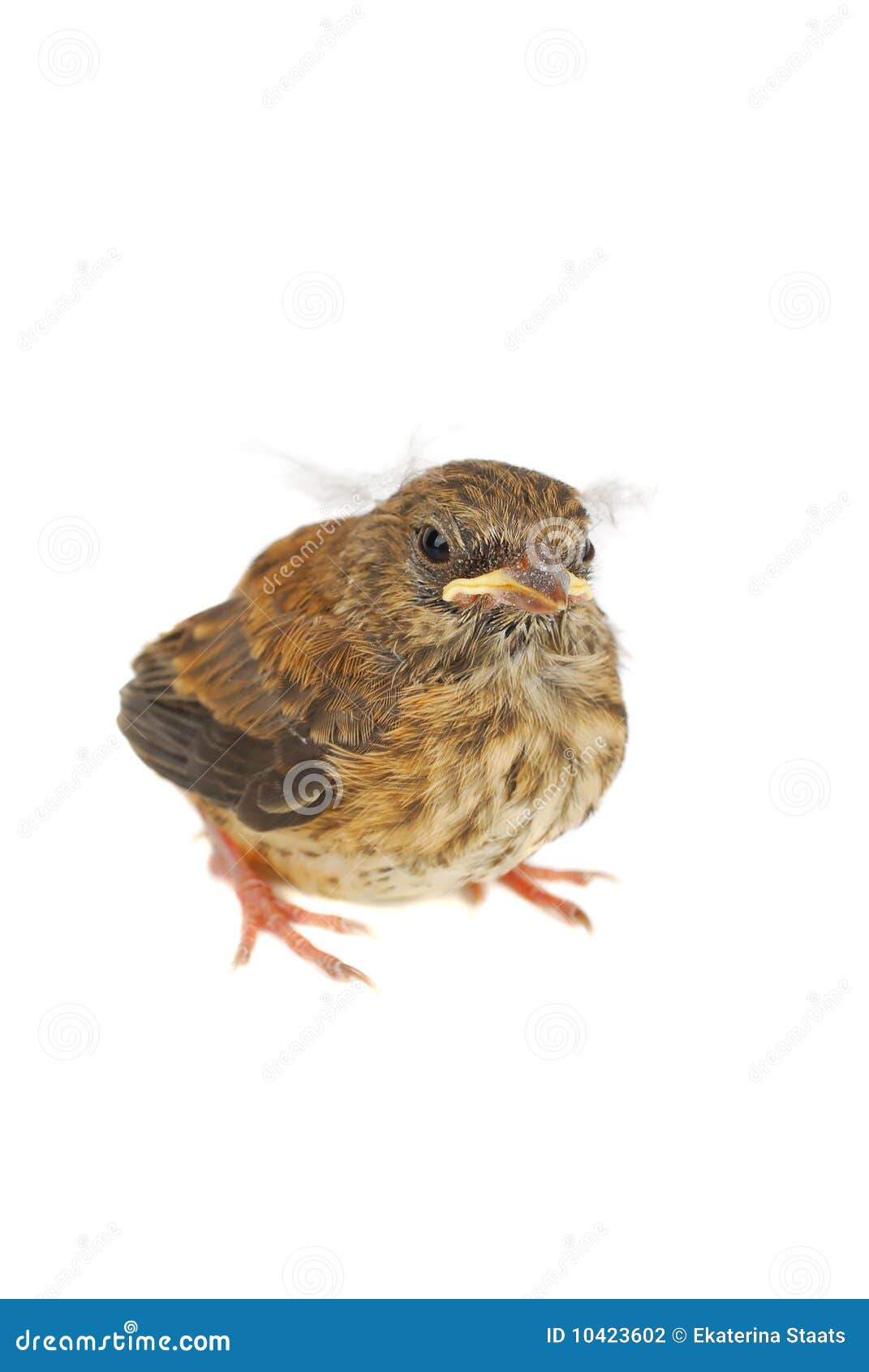 Baby sparrow stock photo. Image of looking, watching - 10423602