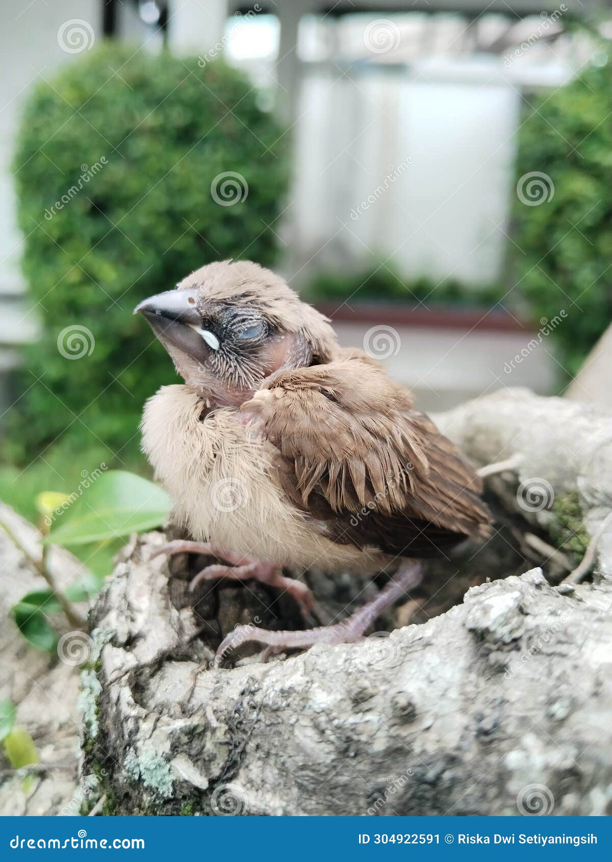 A Baby Sparrow Sleeping on a Tree Stock Image - Image of sparrow, tree ...