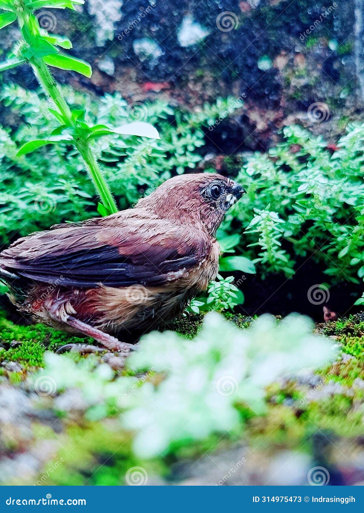 Baby Sparrows' Celebration Five Cute Baby Sparrows, Each Wearing Unique ...