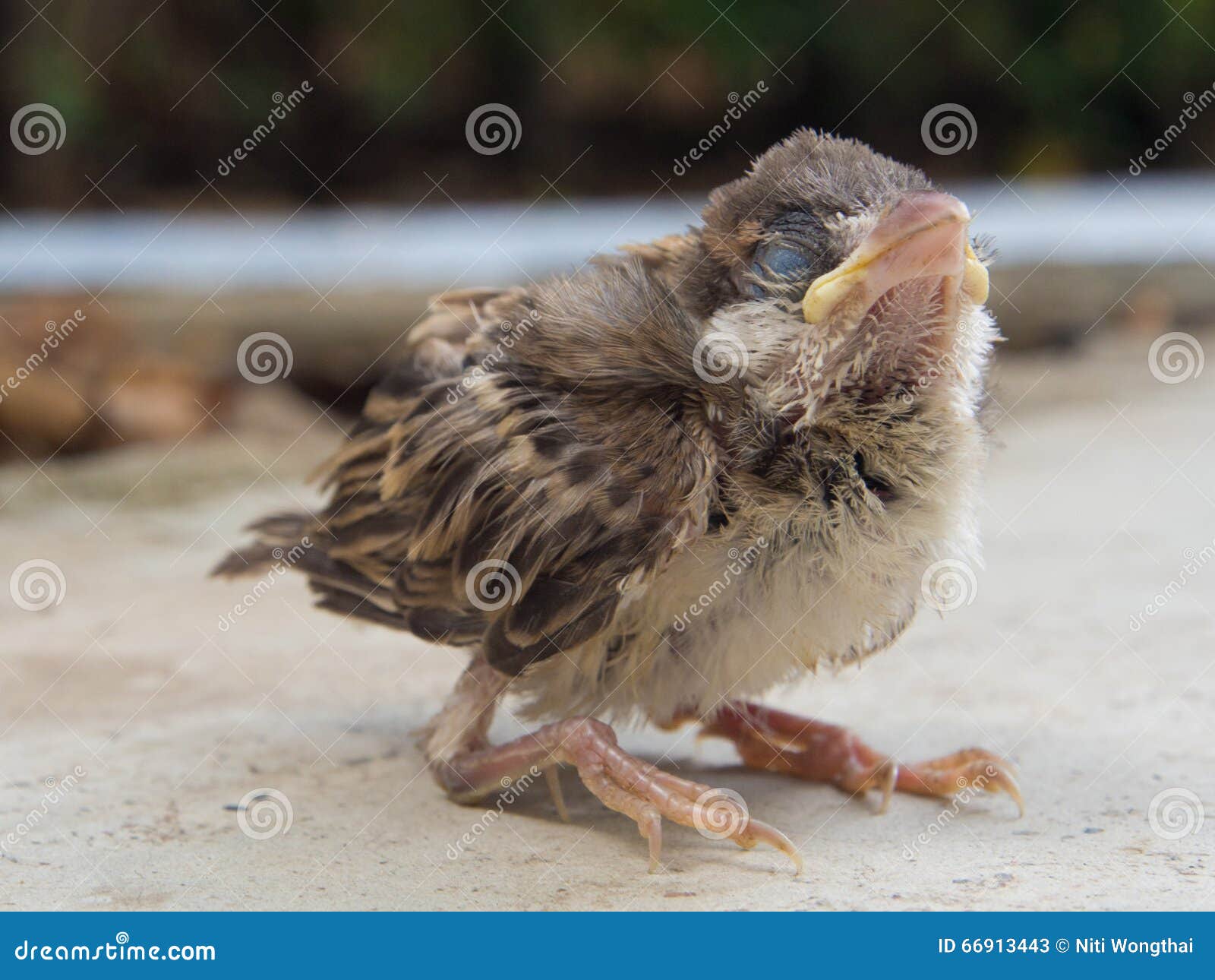Baby Sparrows Royalty-Free Stock Photo | CartoonDealer.com #98914461