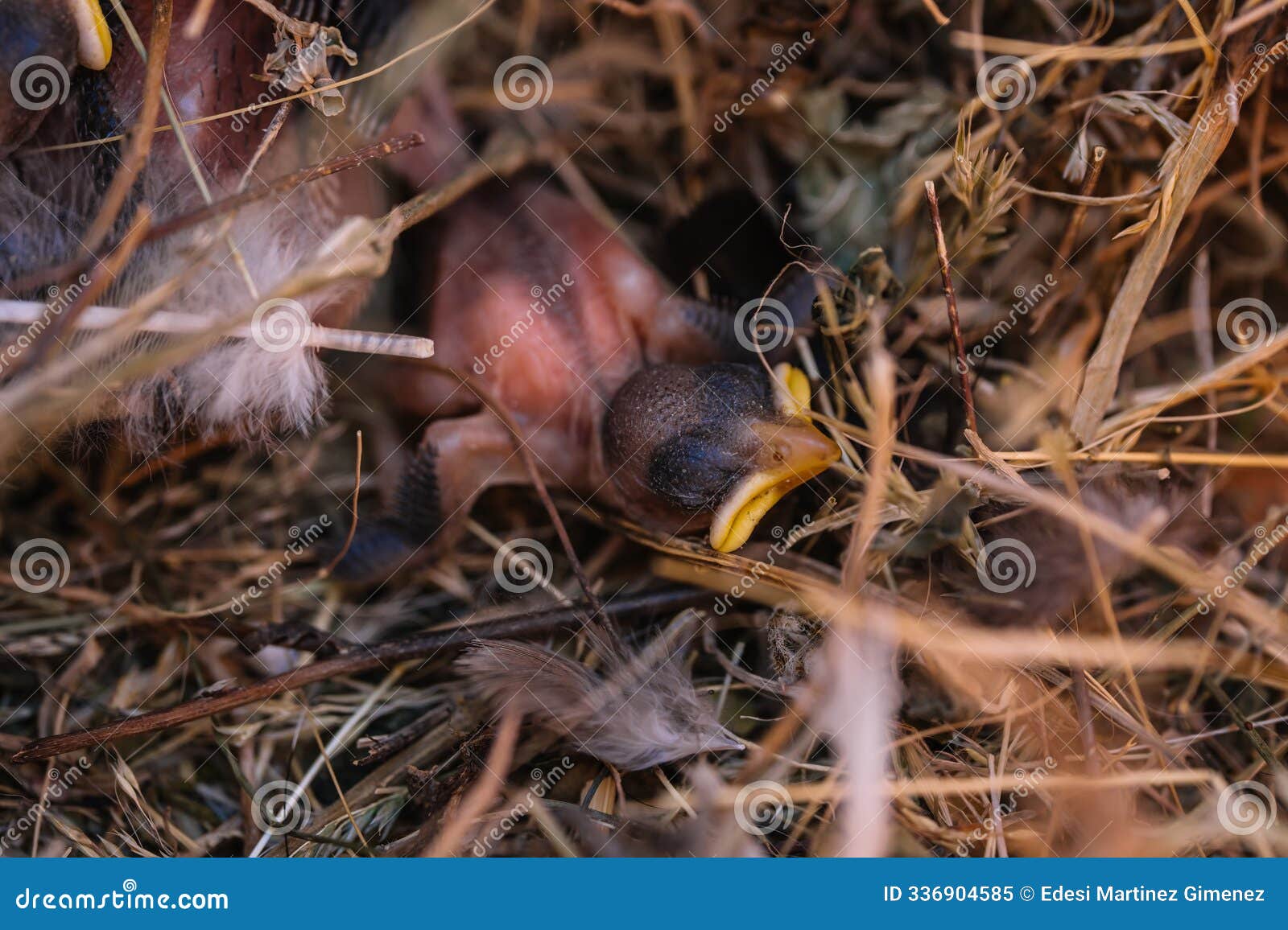 Baby Sparrows Royalty-Free Stock Image | CartoonDealer.com #142916794