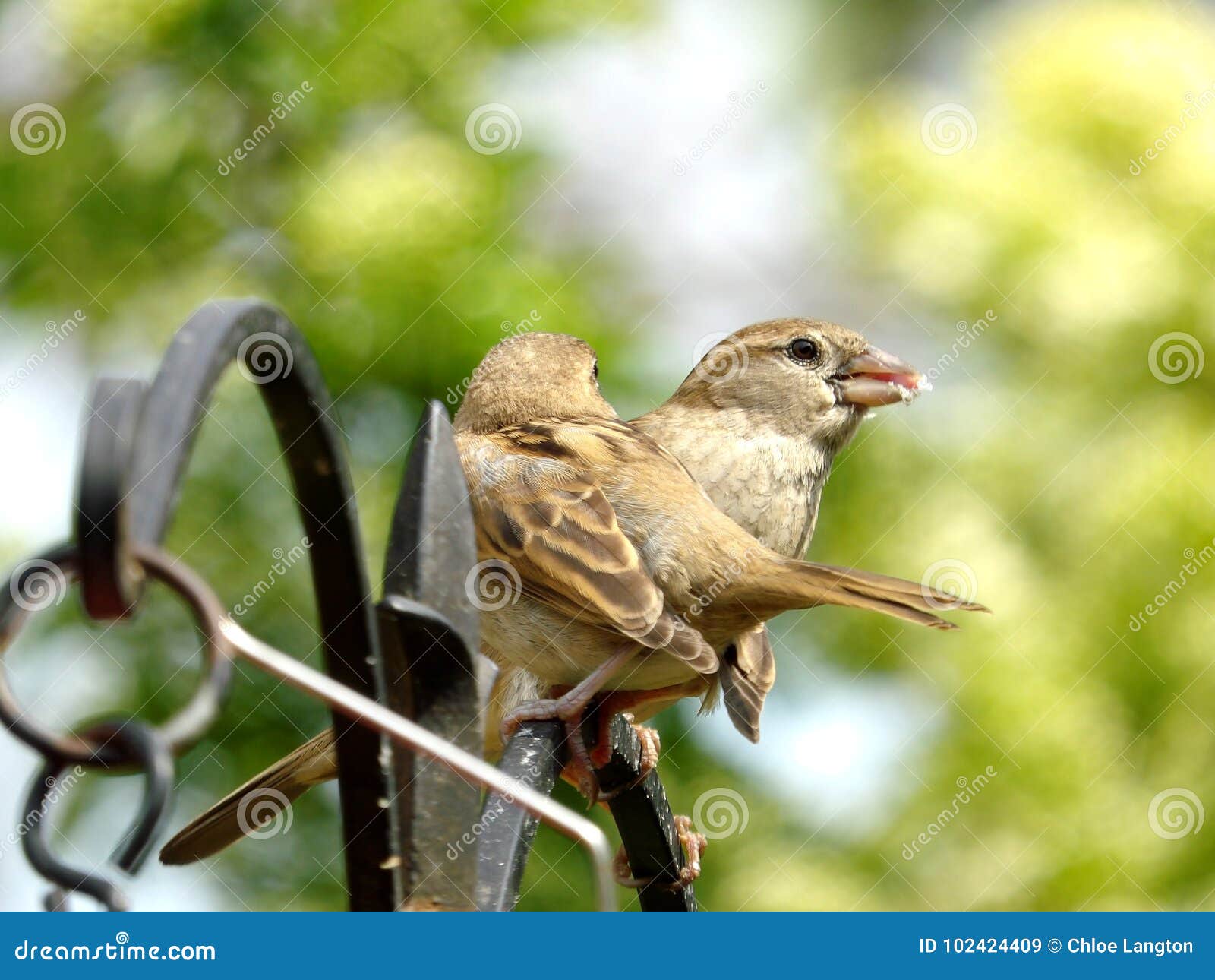 Baby-Spatz stockbild. Bild von passant, jung, gelb, wildnis - 102424409