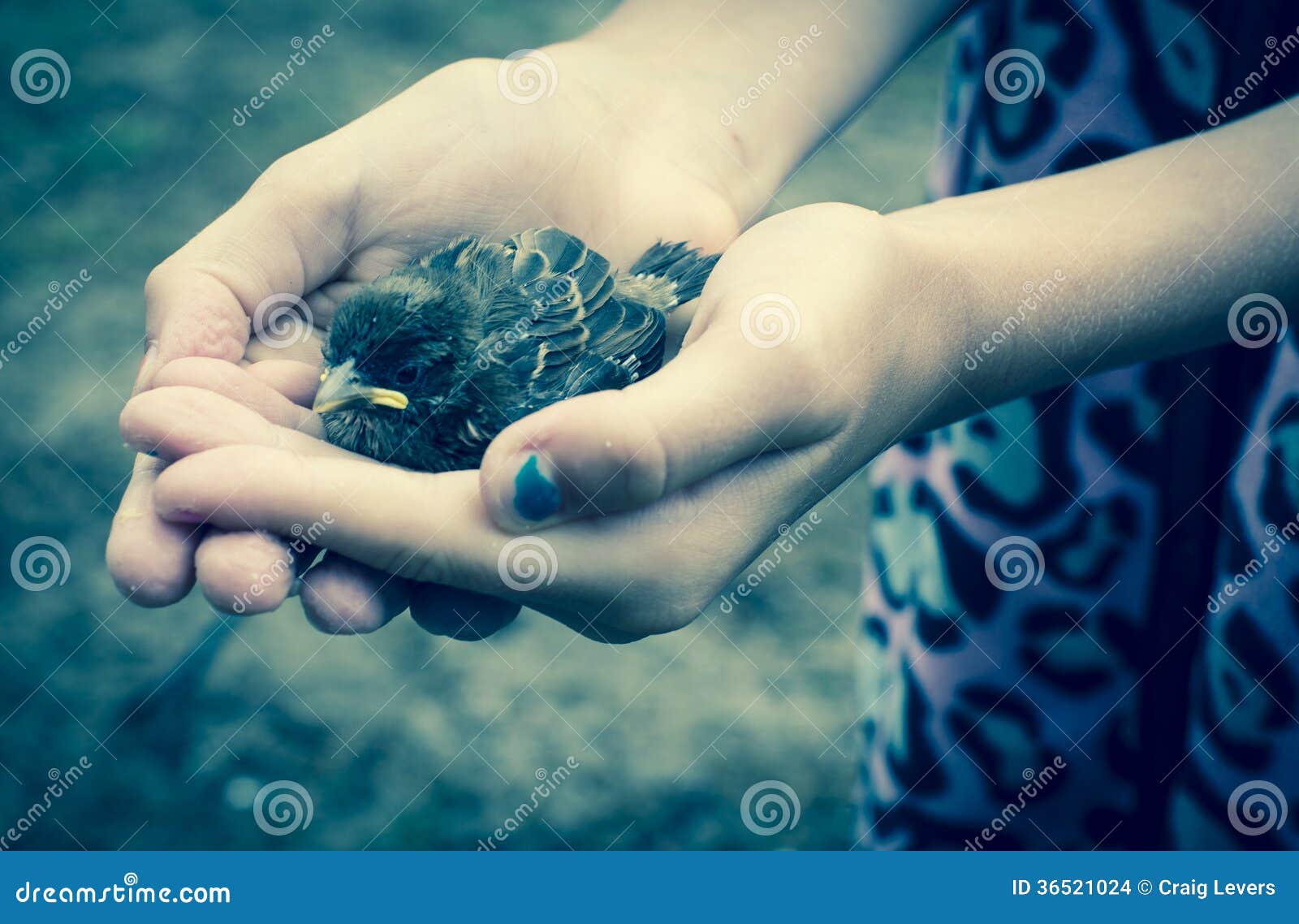 Baby-Spatz stockfoto. Bild von obacht, vogel, jugend - 36521024