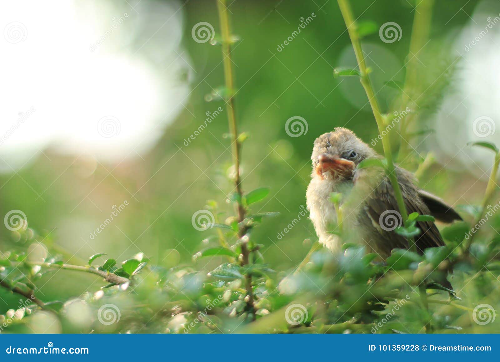 Baby-Spatz auf dem Baum stockfoto. Bild von schätzchen - 101359228