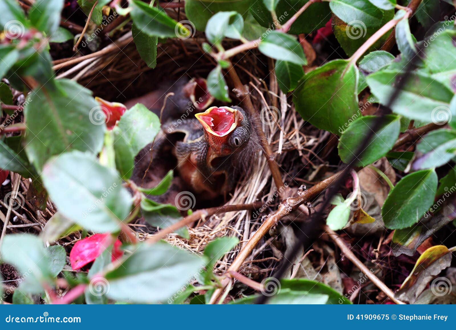 Baby-Spatz in einem Nest stockbild. Bild von führen, geburt - 41909675