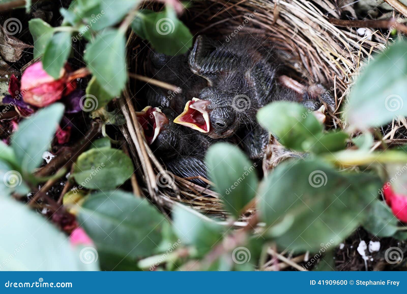 Baby-Spatzen in einem Nest stockfoto. Bild von spatz - 41909600