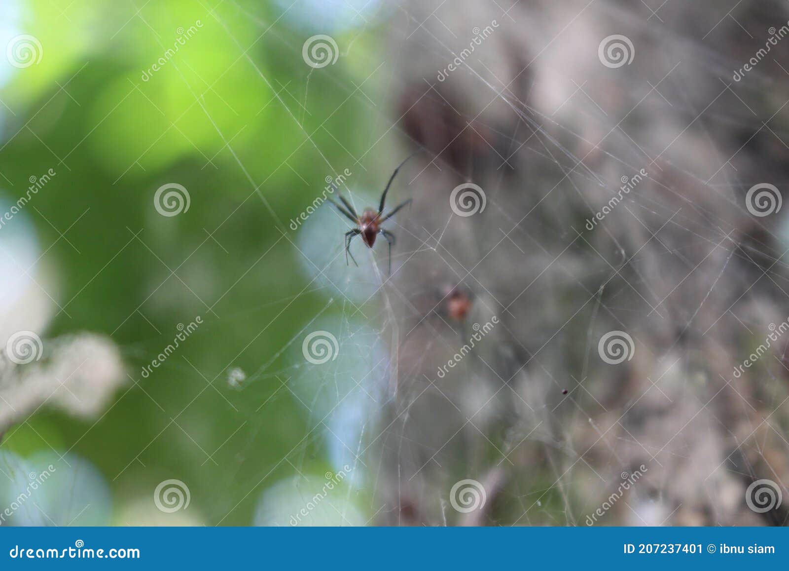 Baby spider stock image. Image of baby, insects, spider - 207237401